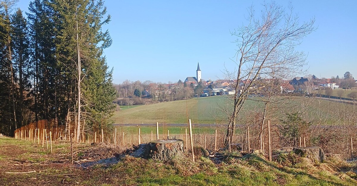 Neukirchen am Walde, Panoramaweg - BERGFEX - Escursionismo - Tour Alta ...