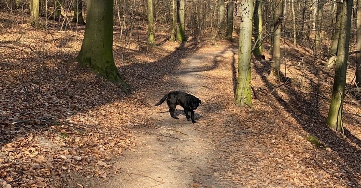 Biely kriz inak - BERGFEX - Wanderung - Tour Bratislavaer ...