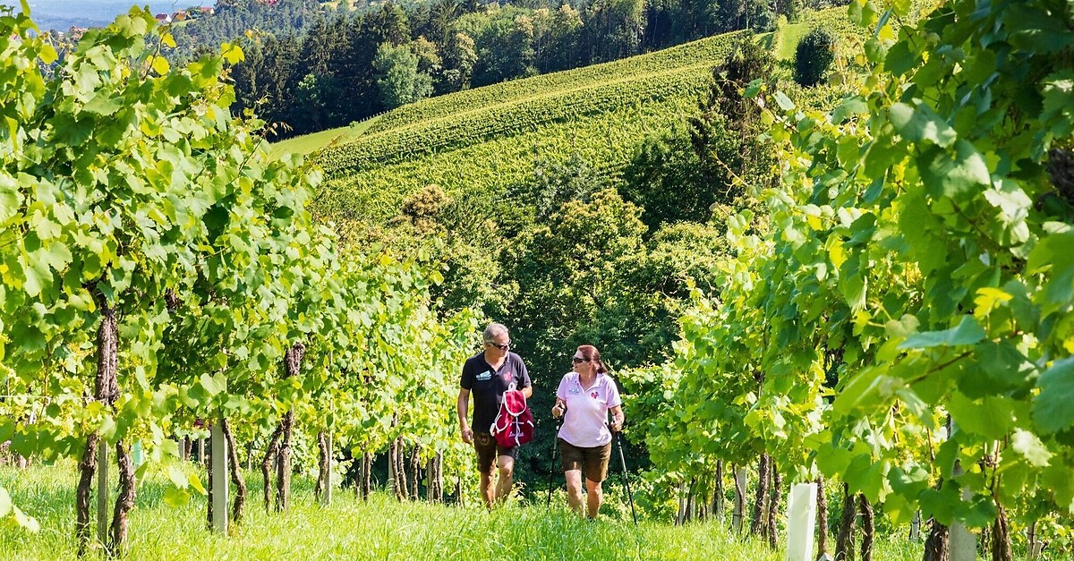 GenussSchilchern DA - Gundersdorf - BERGFEX - Wanderung - Tour Steiermark