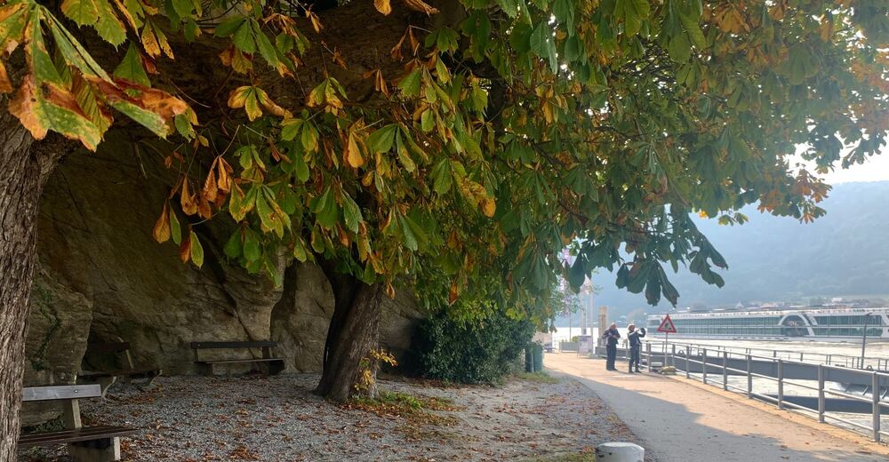 Vogelbergsteig Dürnstein Wachau - BERGFEX - Wanderung - Tour ...