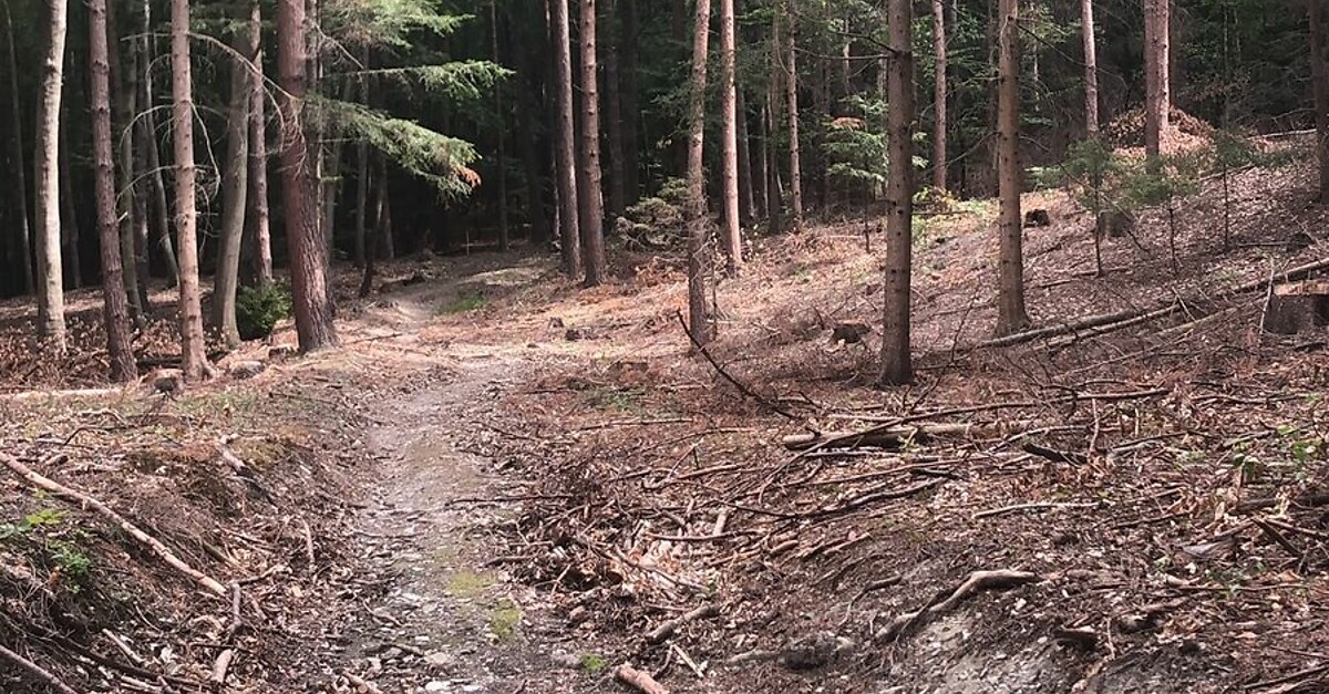 Stausee Forchtenstein,Marzen Narr - BERGFEX - Wanderung - Tour Burgenland