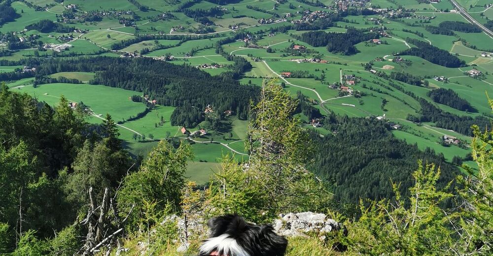 Seespitz, Gleinkersee - BERGFEX - Wanderung - Tour Oberösterreich