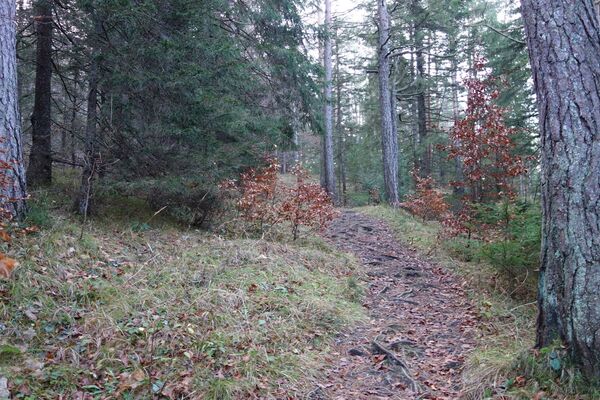 Turnauer Alm zur Göriacher Alm - BERGFEX - Wanderung - Tour Steiermark