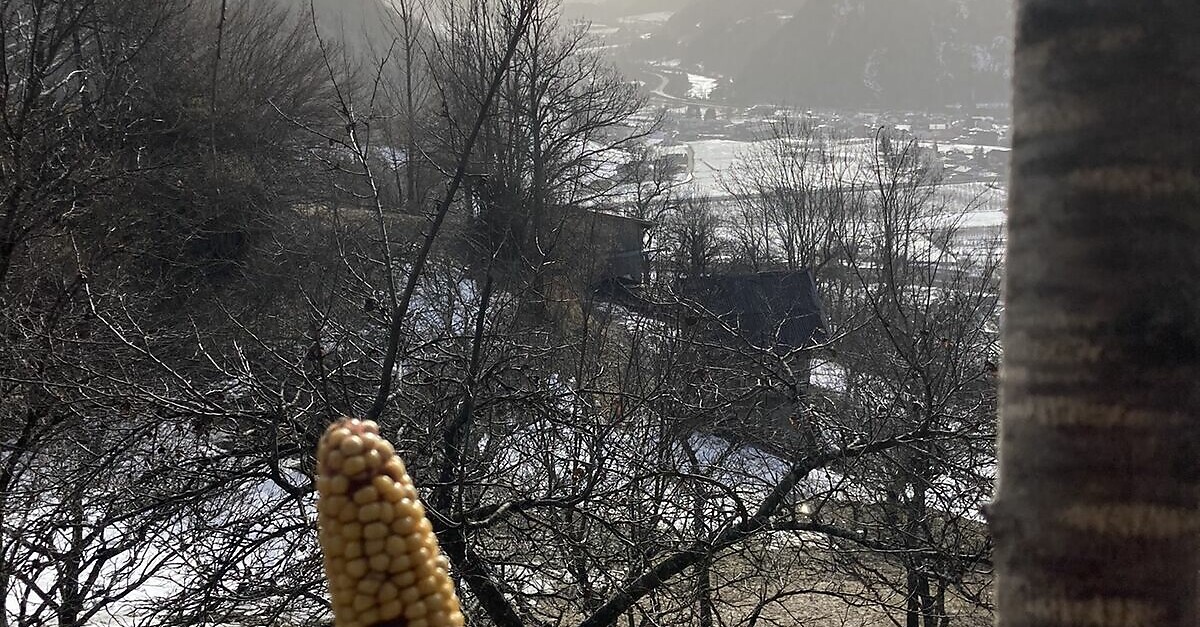 Faggen, Gufer, Goldegg, Wiesen Jaggl, Faggen - BERGFEX - Wanderung ...