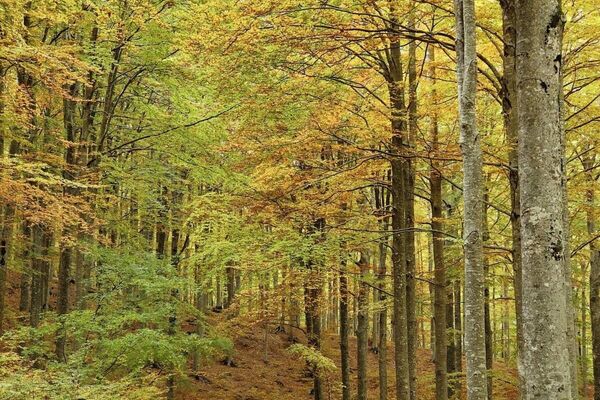 La Santona - Monte all'Albero - Oratorio della Beata Vergine di Cento ...