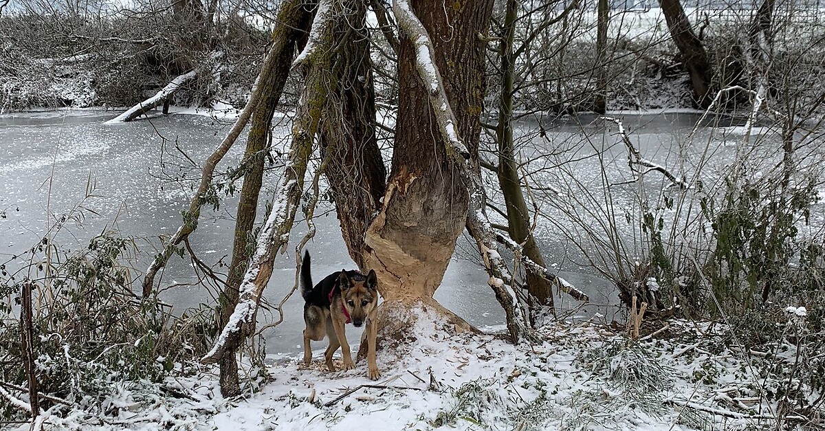 Tour rund um Meddersheim - BERGFEX - Bergwandern - Tour Rheinland-Pfalz