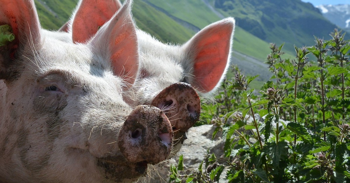 Pensa - Furschela da Colm - Alp d'Err - Bartg - Pensa - BERGFEX ...