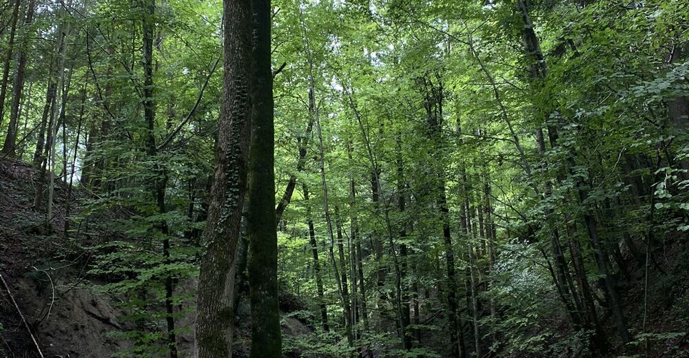 Grasberg ,Altmünster - BERGFEX - Wanderung - Tour Oberösterreich