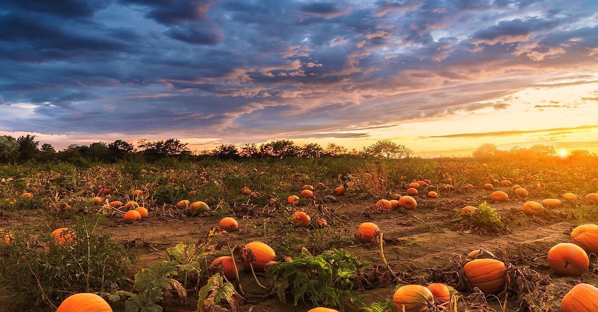 Wald- und Kürbis Rundweg Rassach Bad Gams - BERGFEX - Themenweg - Tour ...