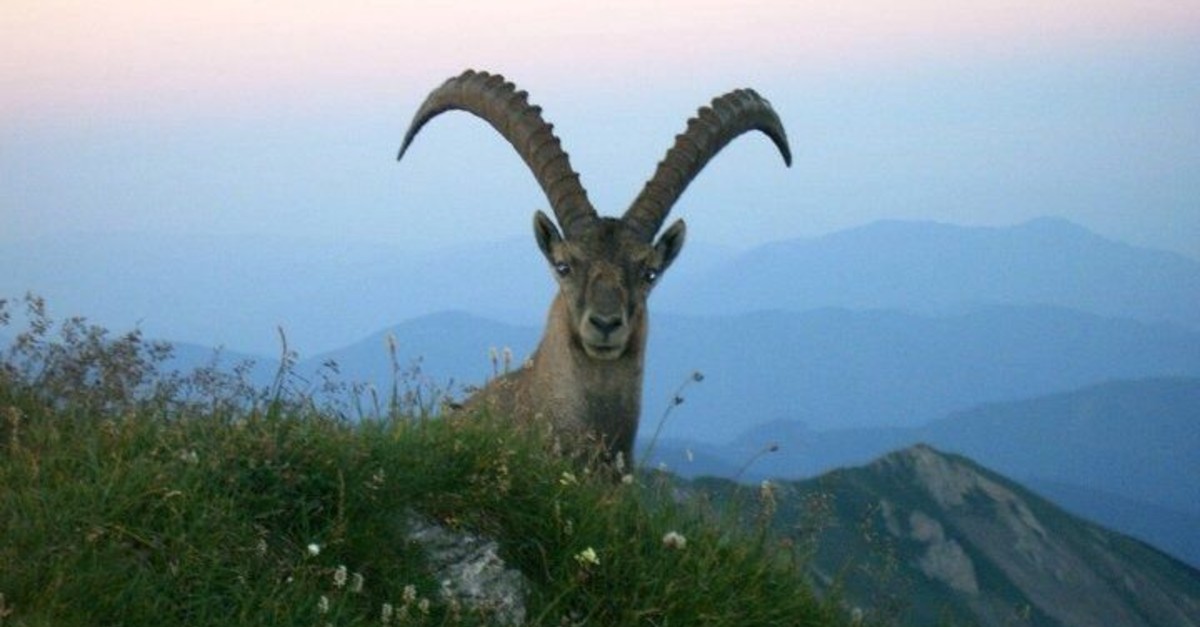Eisenerzer Reichenstein - BERGFEX - Wanderung - Tour Steiermark