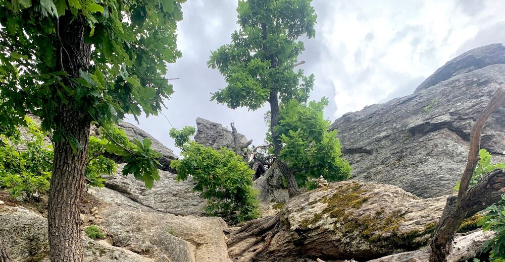 Vogelbergsteig Dürnstein Wachau - BERGFEX - Wanderung - Tour ...