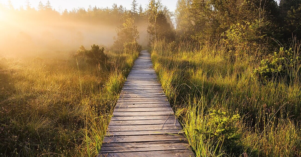 Murnauer Moos Runde über den Bohlenweg - BERGFEX - Wanderung - Tour Bayern