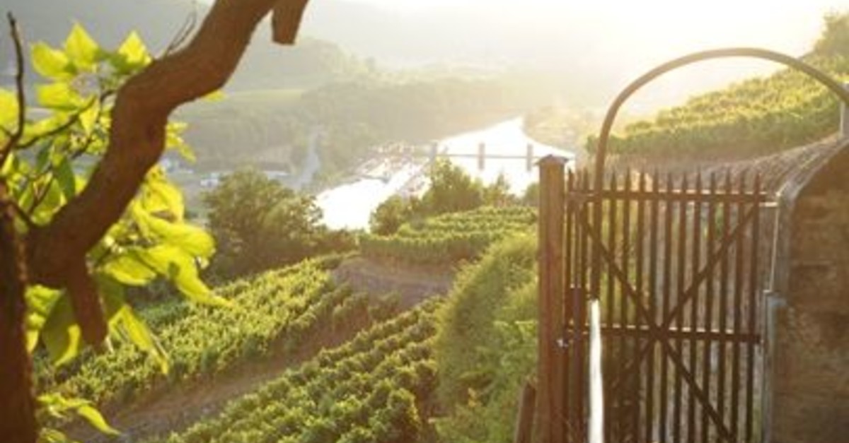 Der Neckarsteig bei Neckarzimmern - BERGFEX - Wanderung - Tour Baden ...