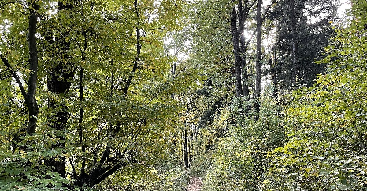 Wienerwald, Austria - BERGFEX - Wanderung - Tour Niederösterreich