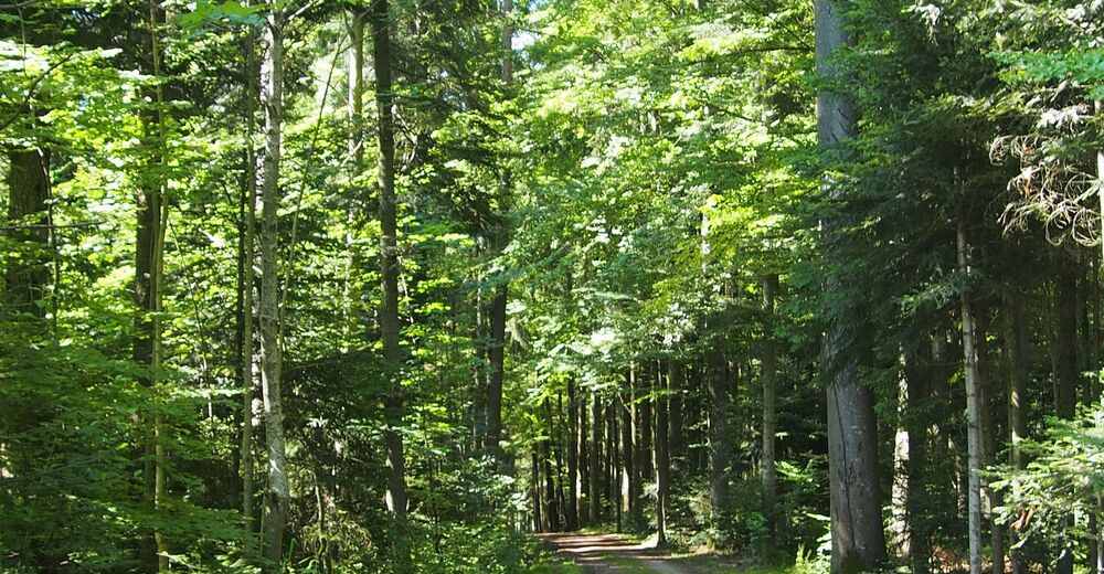 Klosterrundweg Calw-Altburg - BERGFEX - Wanderung - Tour Baden-Württemberg