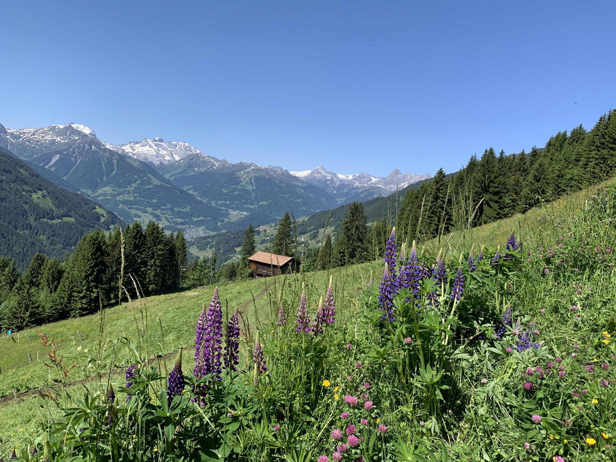 Silberberg - BERGFEX - Wanderung - Tour Vorarlberg