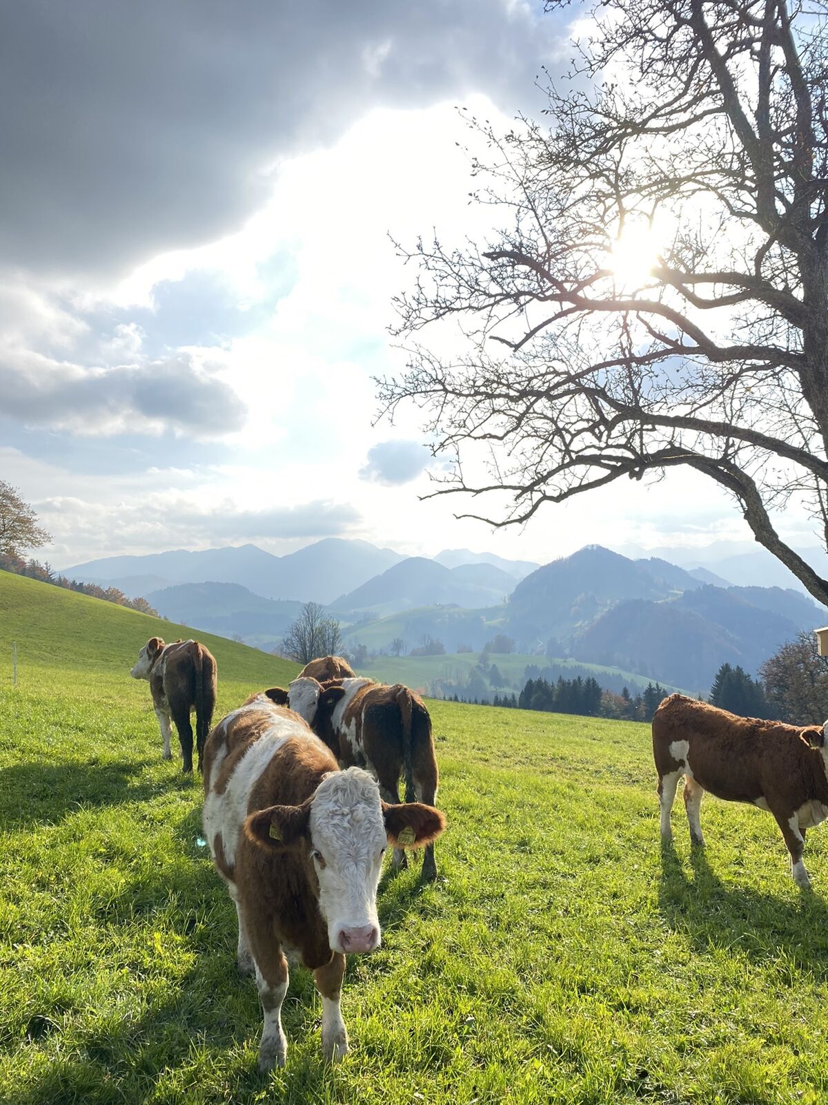 Freithofberg, Maria Neustift, Österreich - BERGFEX - Wanderung - Tour ...