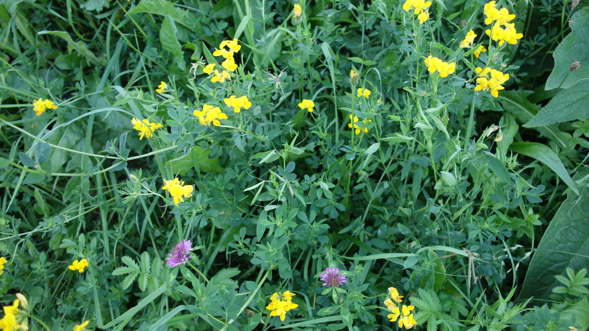 ANNABERG Hennesteck Weißes Kreuz Annahütte Hüttenfeld Ginsel 20220830 ...