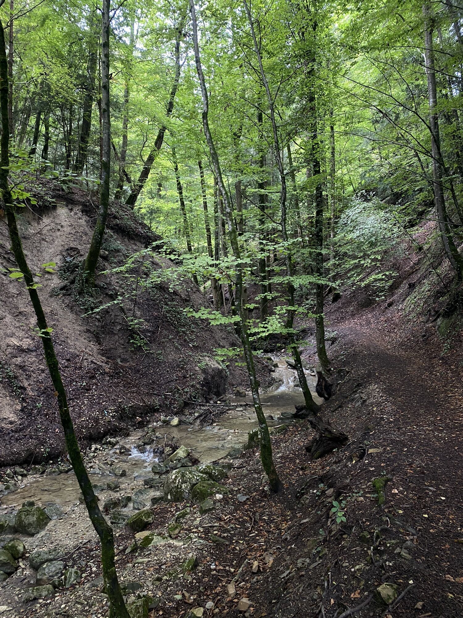 Grasberg ,Altmünster - BERGFEX - Wanderung - Tour Oberösterreich