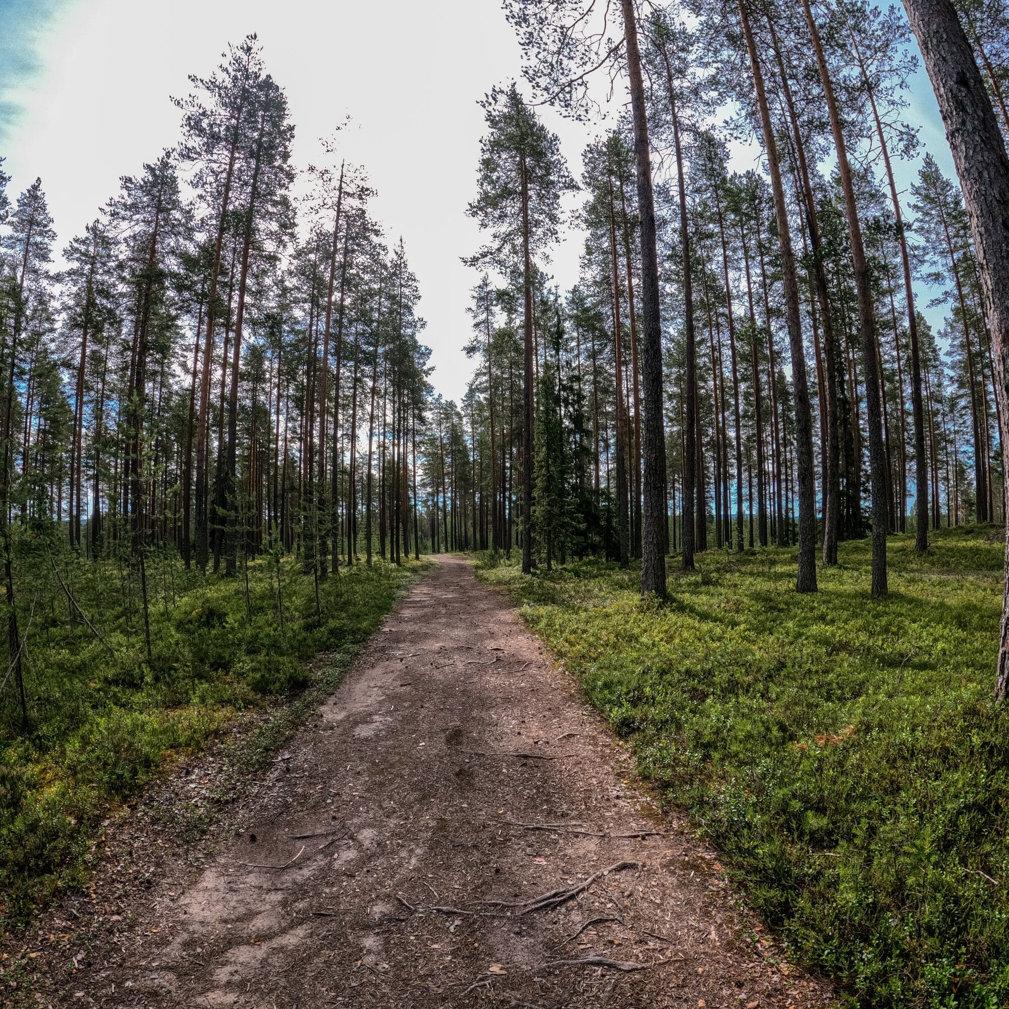 Multitörmä fitness trail 4.3 km, Hyrynsalmi - Nordic Walking Kainuu ...