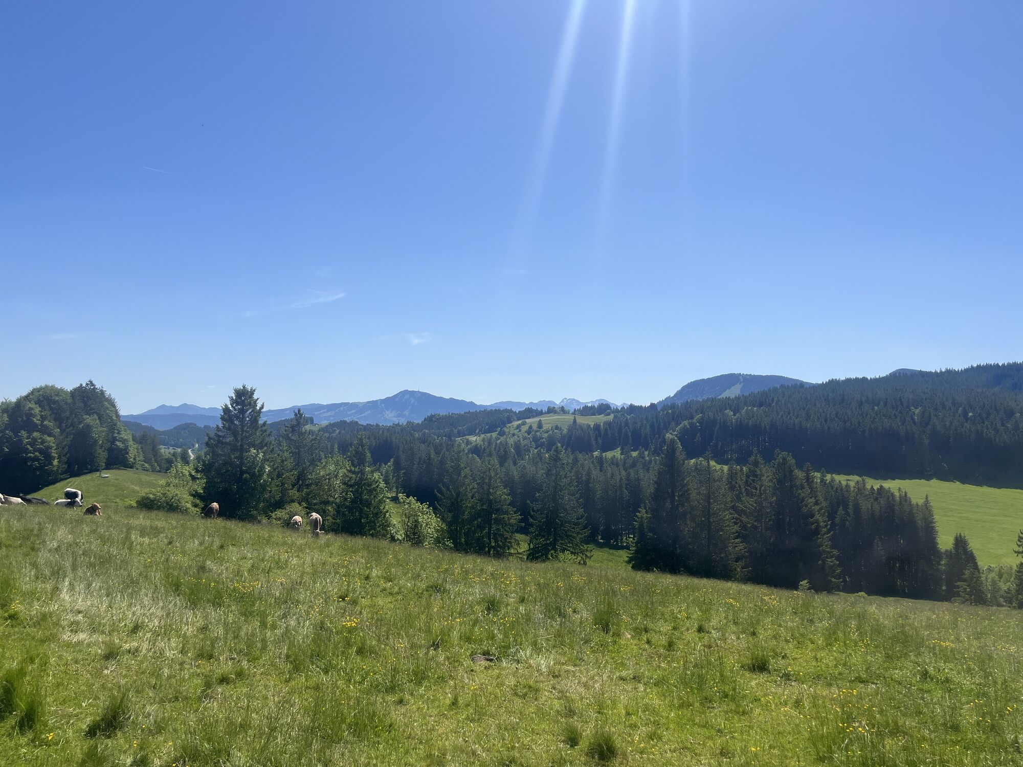 Missen-Wilhams - Goldberg - Goldberg Alp - Alpe Tuffenmoos - Wanderung ...