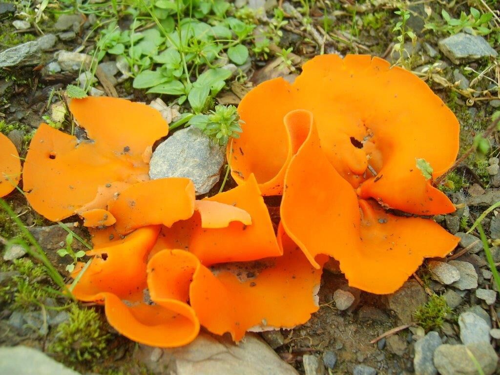 Circular hiking trail - Mushroom experience trail Gräfenwarth ...