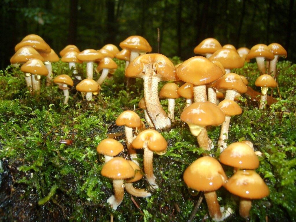 Circular hiking trail - Mushroom experience trail Gräfenwarth ...