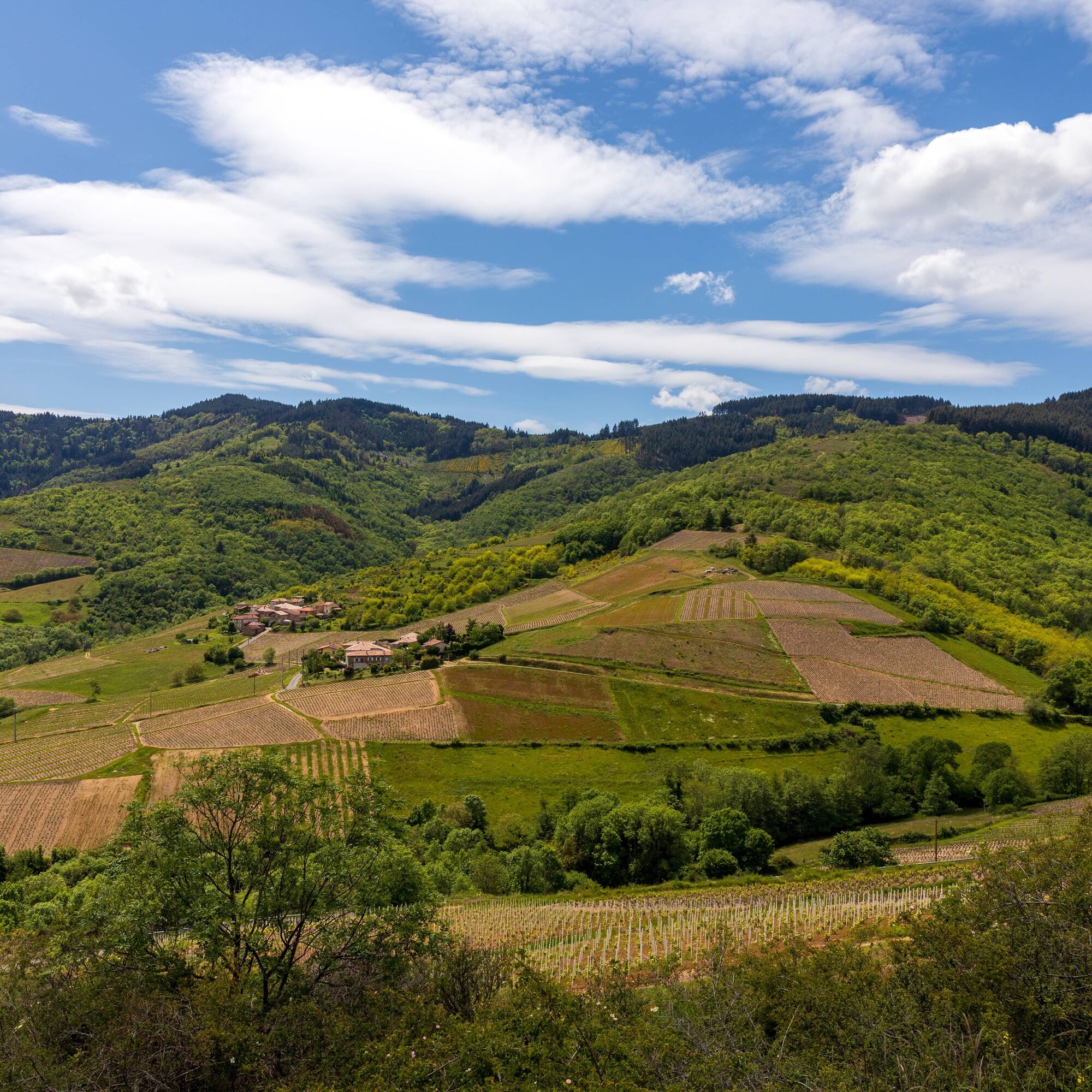 The golden stones - Between Pierres Dorées and Val d’Azergues - Loop 7. ...
