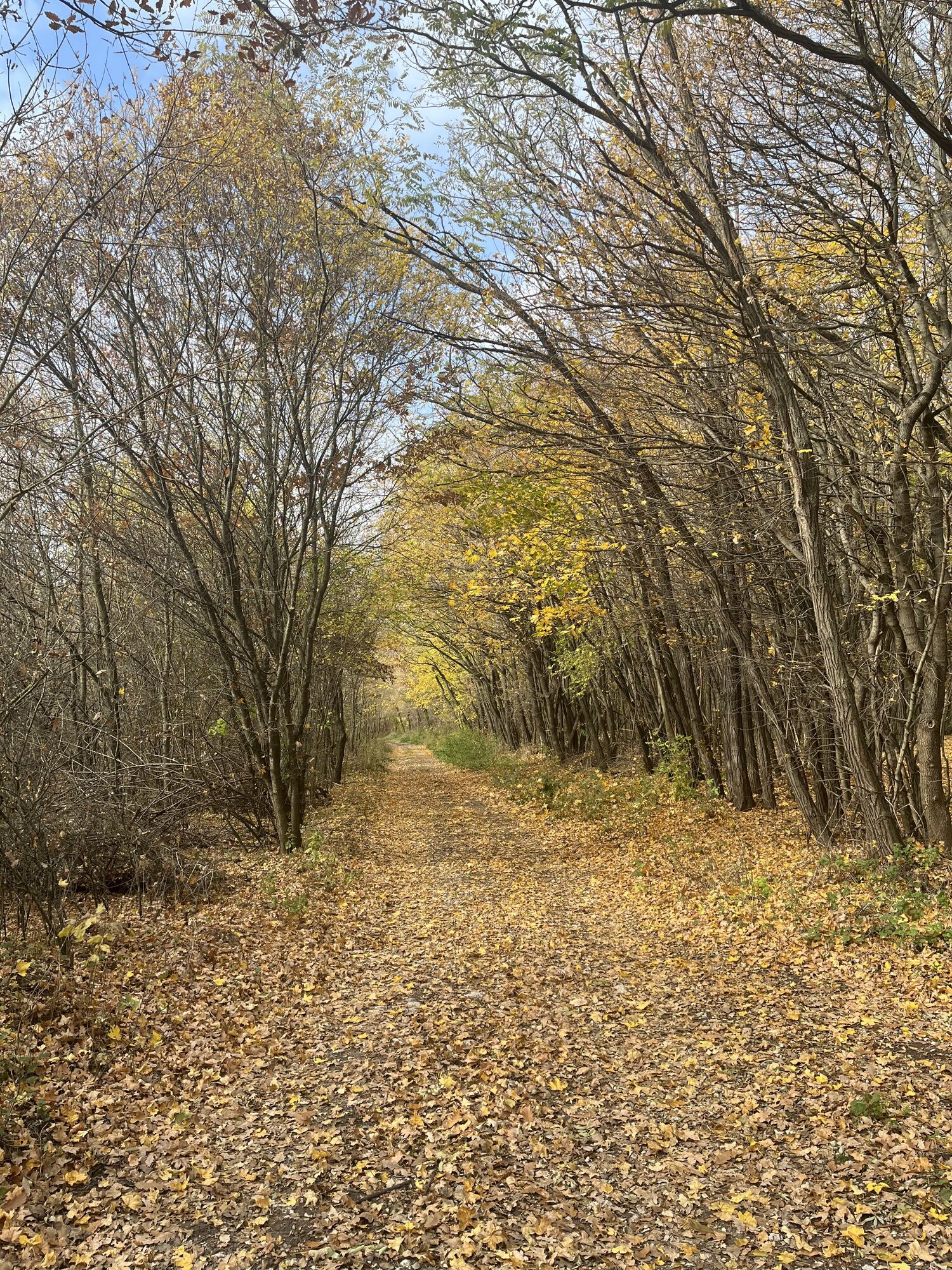 Pilisvörösvár - Ligeti Szent Család templom - Nagy-Kopasz-hegy - Homok-hegy - Wandelen Pest ...