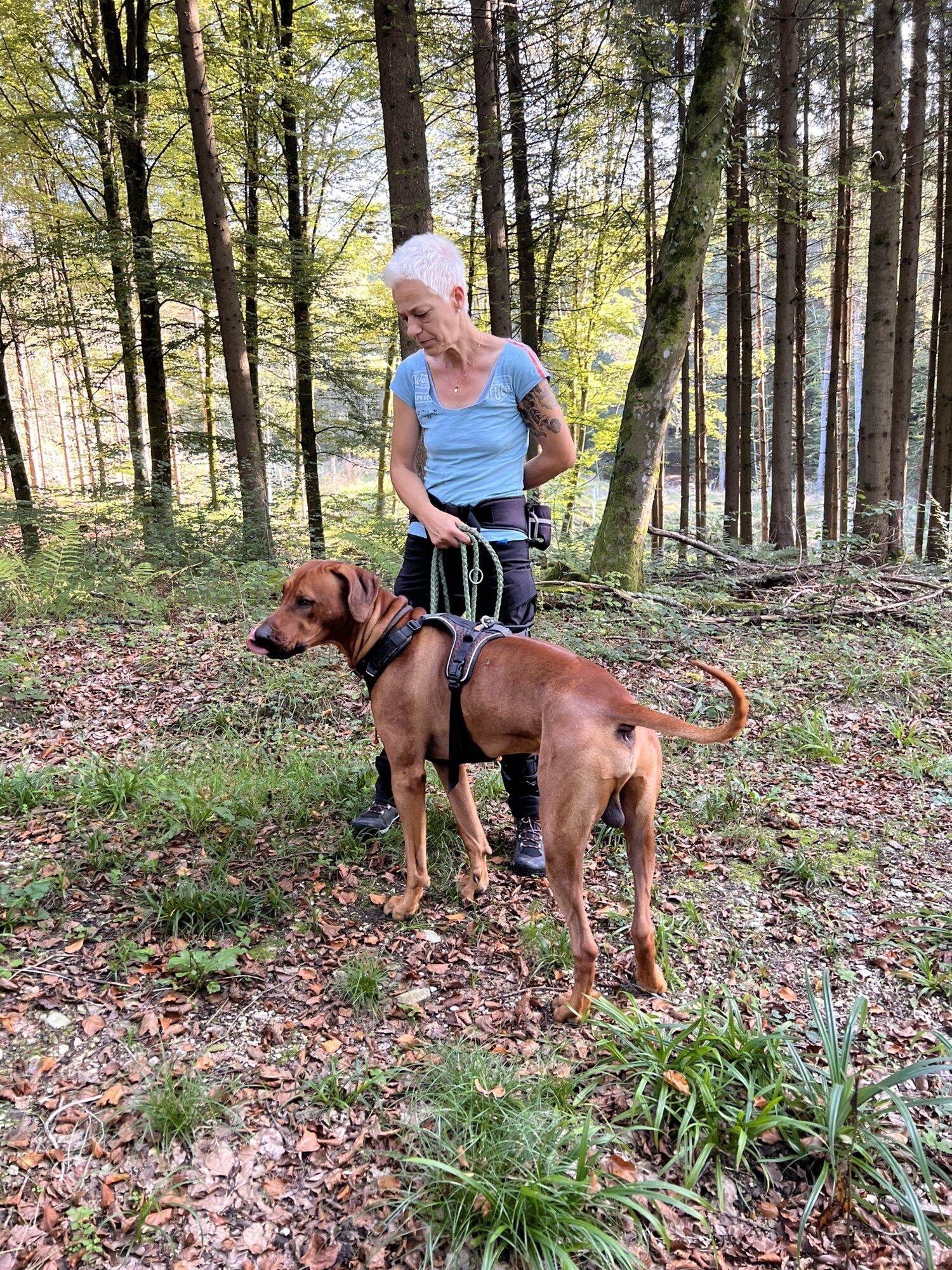 Rossweg Tour - BERGFEX - Wanderung - Tour Luzern - Vierwaldstättersee