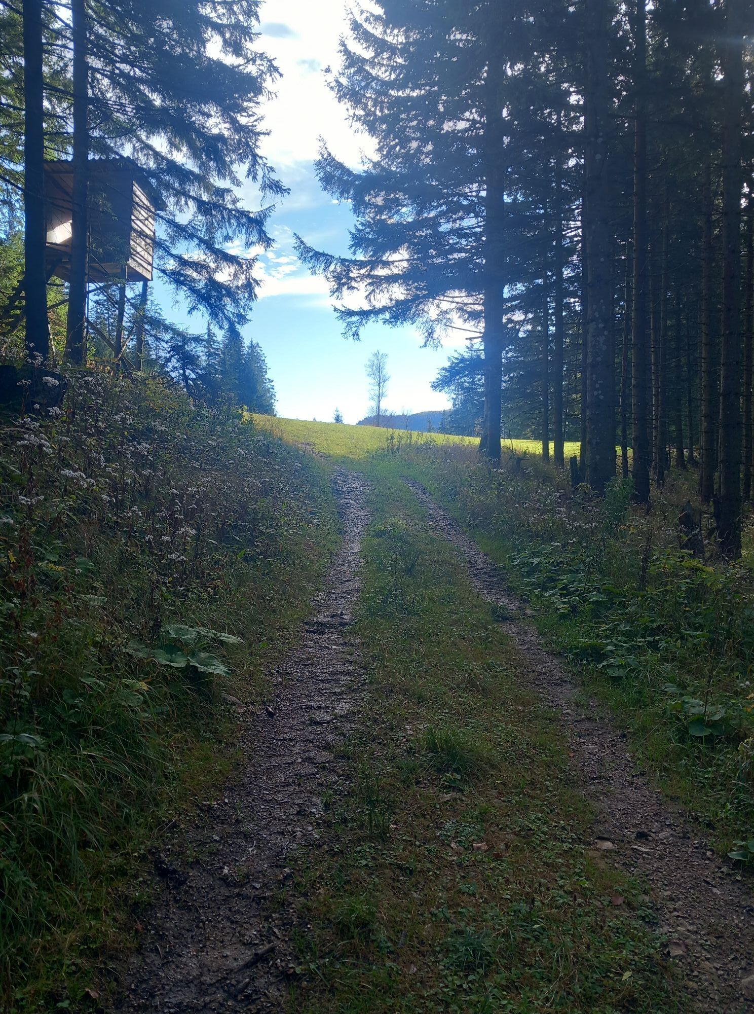 Ramsauer Größtenberg (1457m) ab Hopfing - BERGFEX - Wanderung - Tour ...