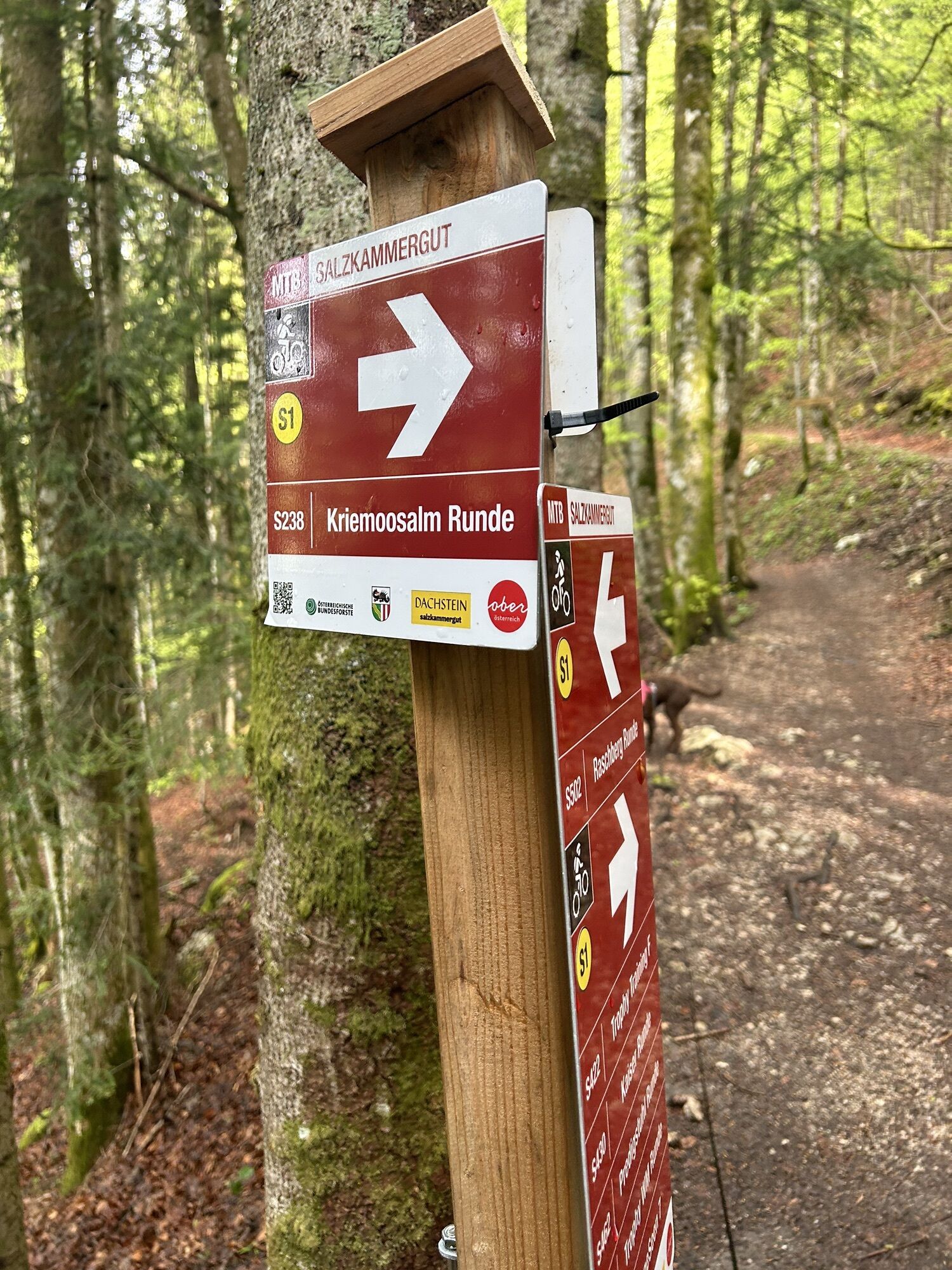 Bad Goisern über Ewige Wand auf Predigstuhl RDW - BERGFEX - Wanderung ...
