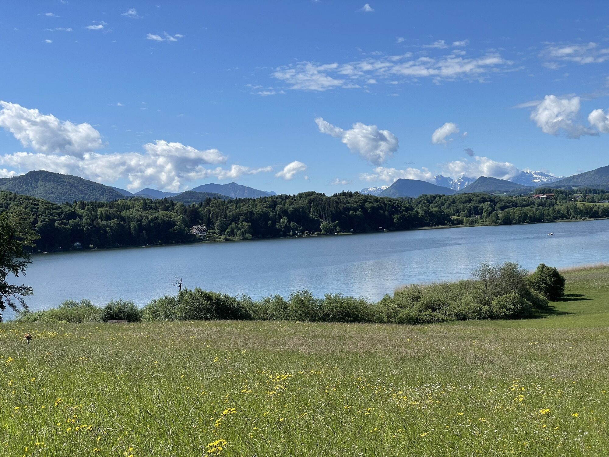 Wallersee Rundweg - BERGFEX - Wanderung - Tour Salzburger Land