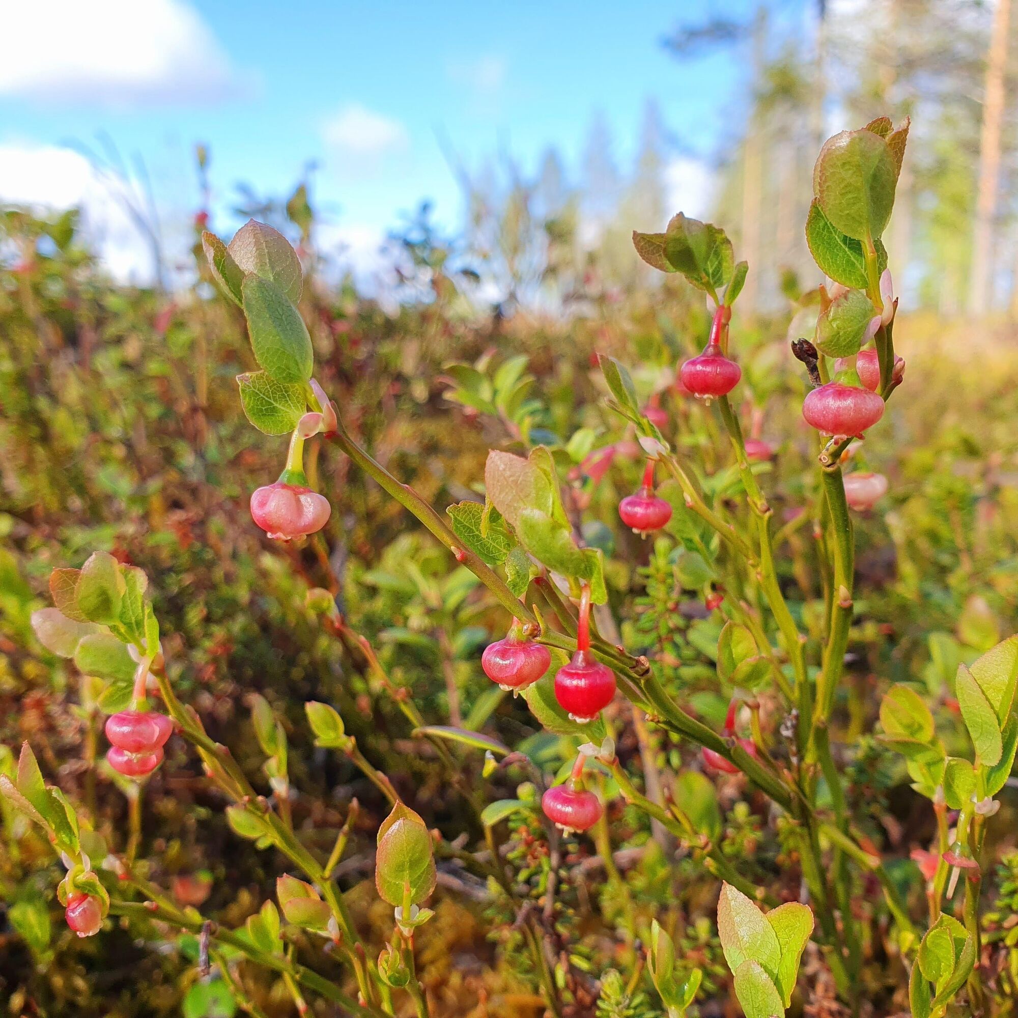 Mustikkavaaranpfad 3,5 km, Paljakka-Puolanka - Wanderung Kainuu - bergfex