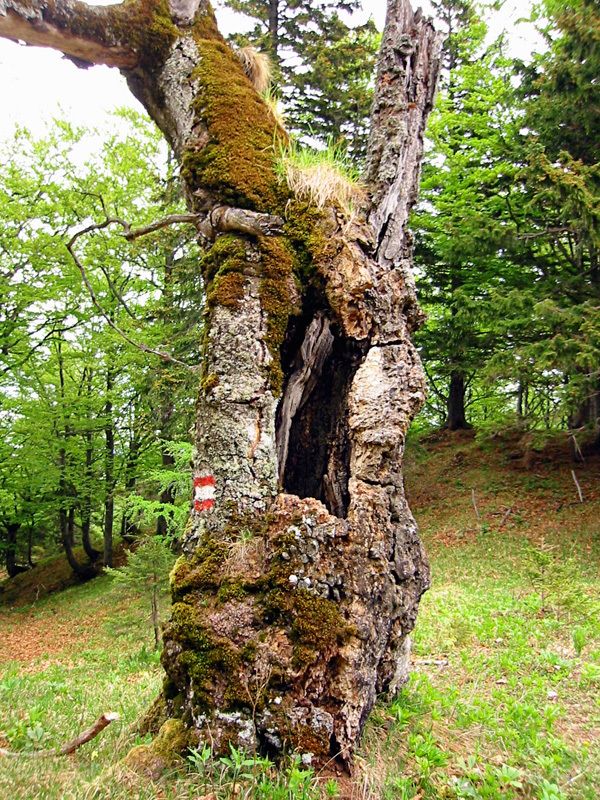 Von Seewiesen über den Feistringgraben ins Aflenzer Tal - BERGFEX ...