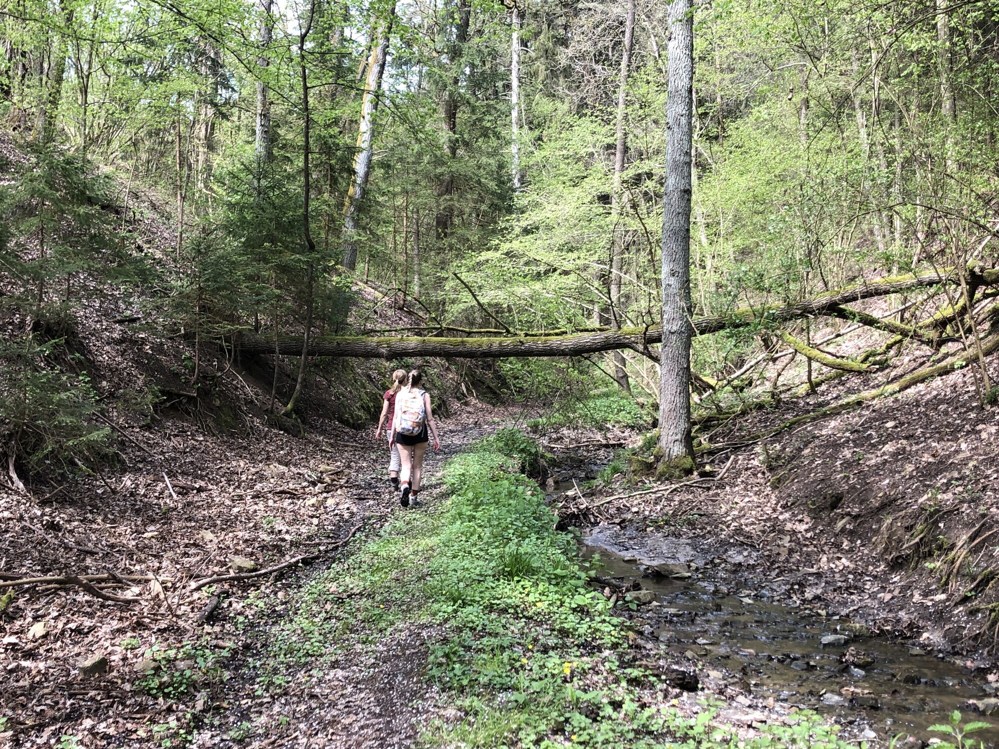 Strass im Strassertal MASU - BERGFEX - Wanderung - Tour Niederösterreich