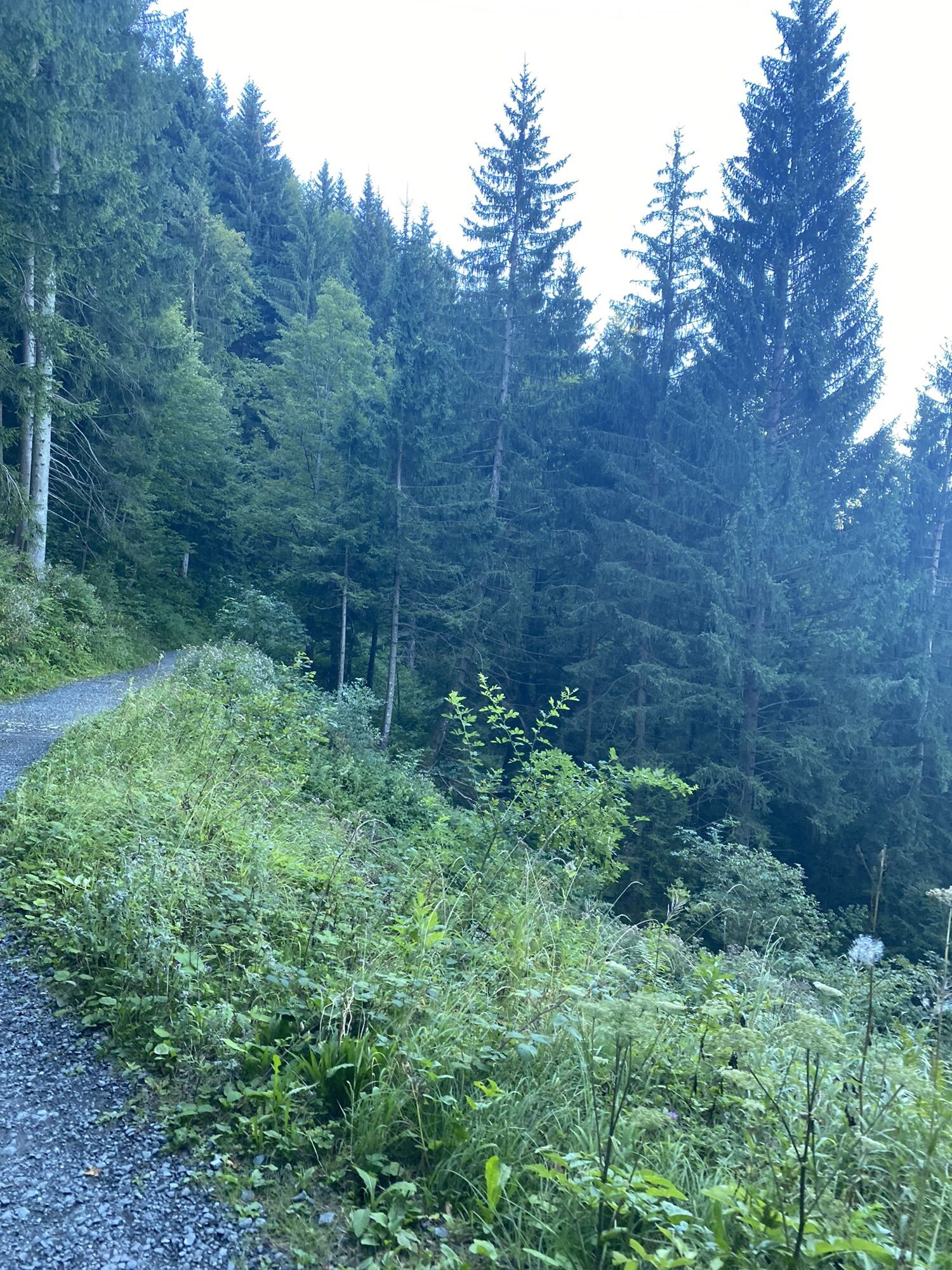 Schöner Mann Alpe über Karren und Schuttanen - BERGFEX - Wanderung ...