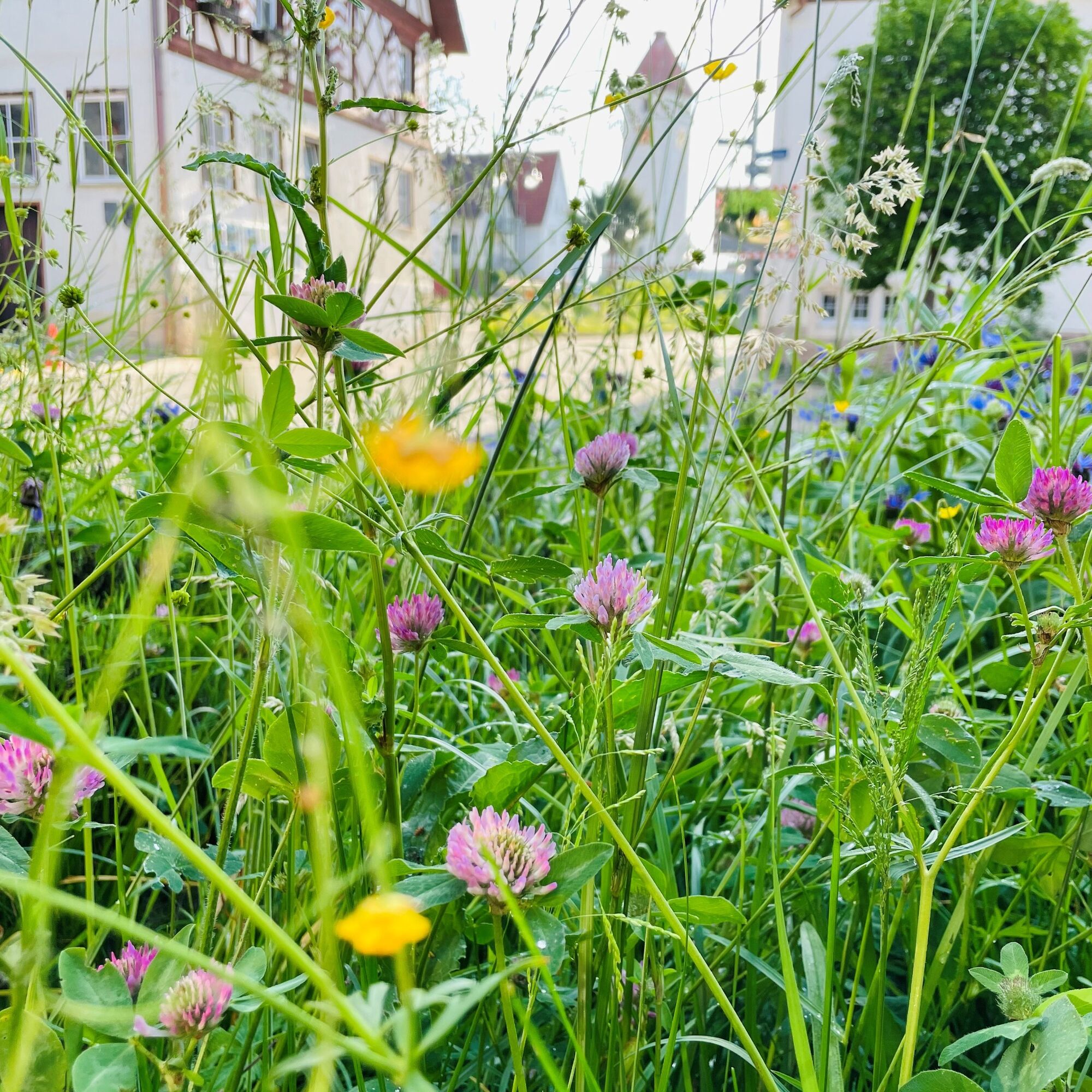 Hutzel-Tour Hechingen - Biodiversitätspfad - Wanderung Baden ...